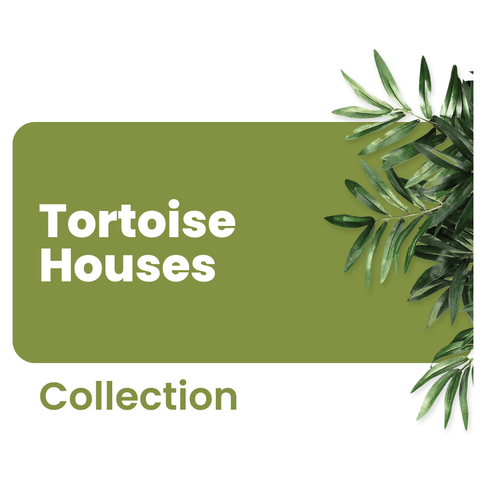 Cozy Tortoise Houses: Create a Loving Home Today – GardenArch