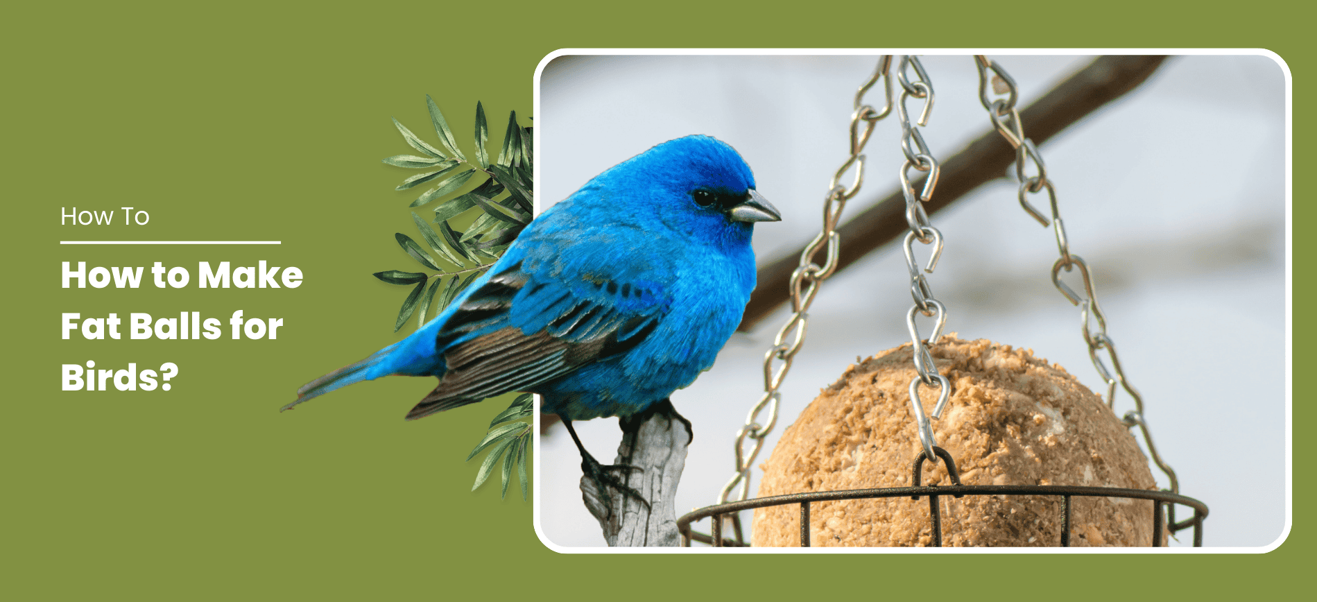 How to Make Fat Balls for Birds: A Lifesaving Treat – GardenArch
