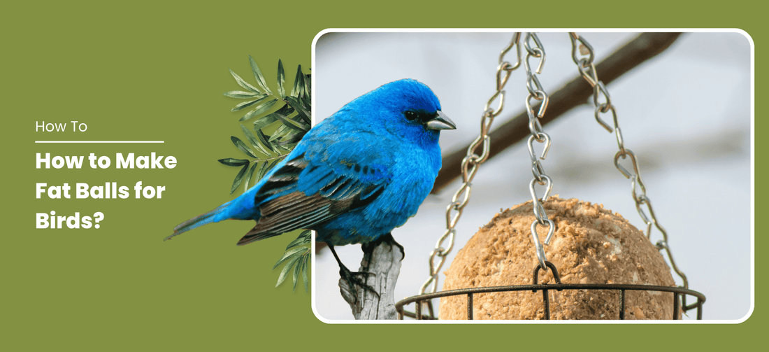 How to Make Fat Balls for Birds: A Lifesaving Treat – GardenArch