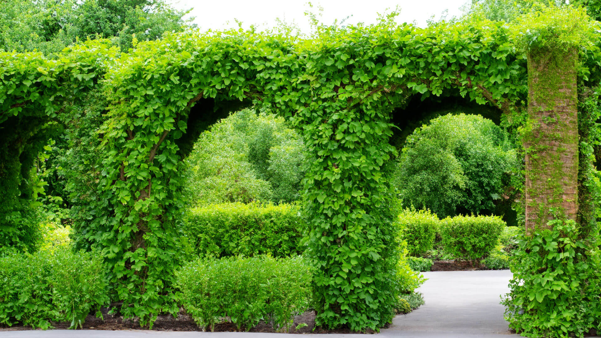 What to Grow on a Garden Arch? – GardenArch