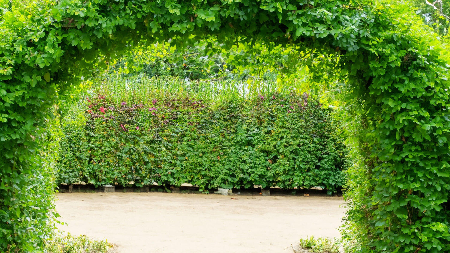 Where to Place a Garden Arch: Enhance Your Outdoor Space with Style an ...