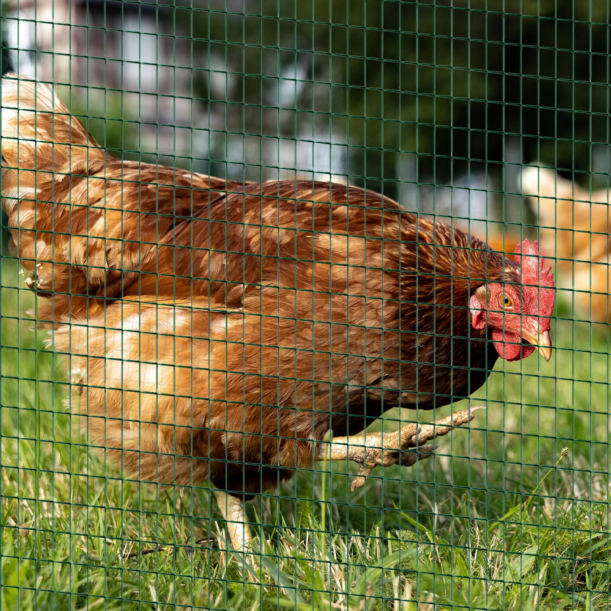 Pawhut PVC Coated Welded Wire Mesh Fencing Chicken Poultry Aviary Fenc ...